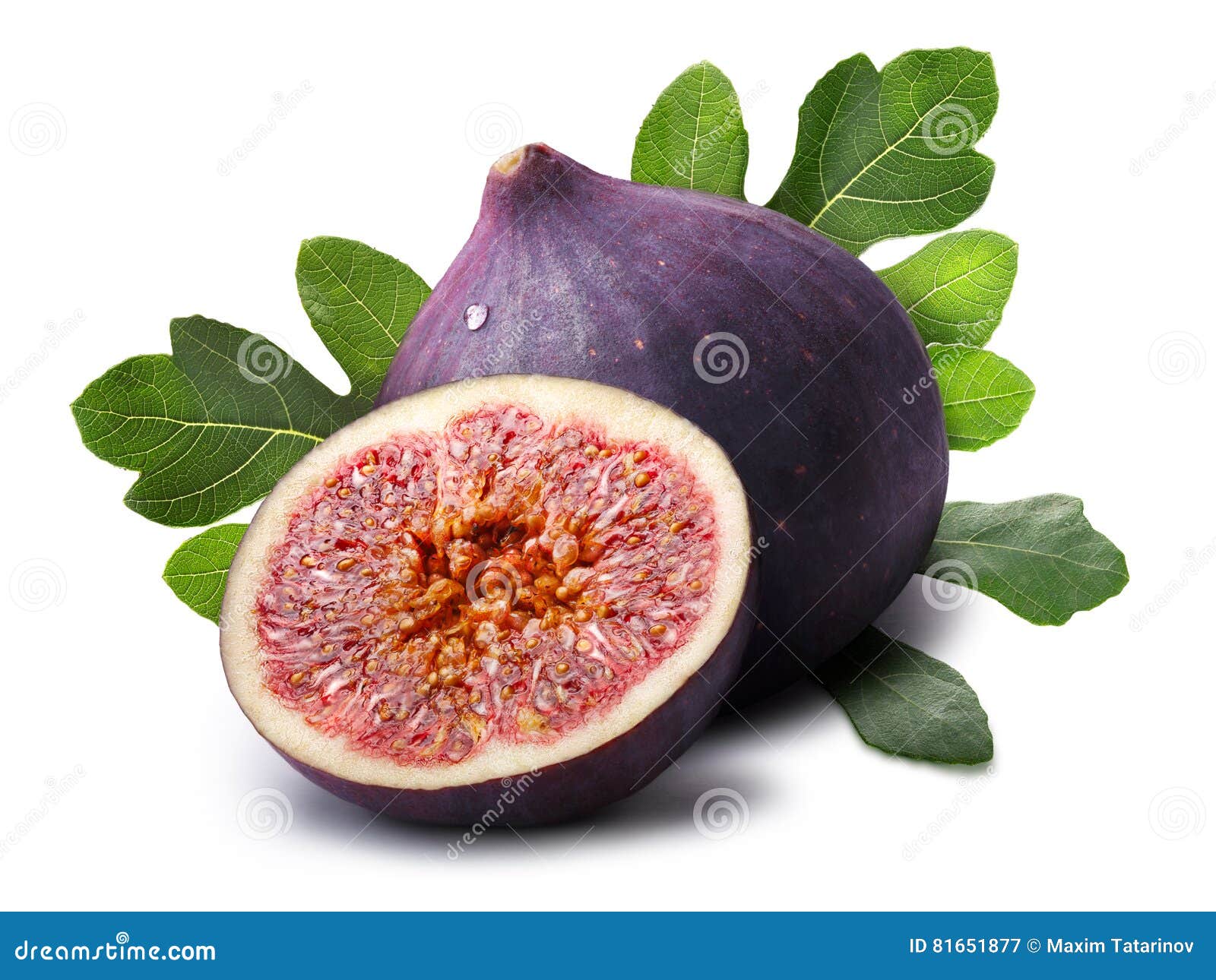 The Fruits Of Ficus Racemosthe Common Name Fig Fruitcluster Fig Tree Indian Fig Tree Or Gular