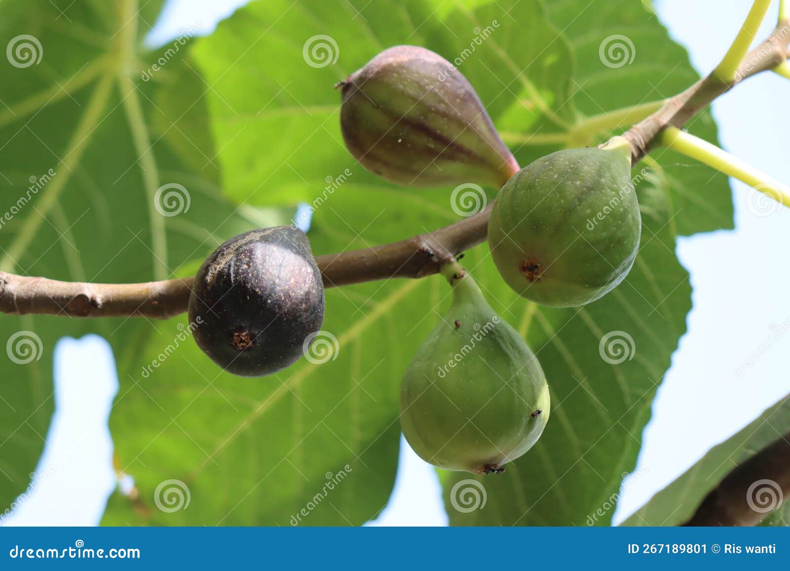 The Fruits Of Ficus Racemos.The Common Name Fig Fruit,cluster Fig Tree ...