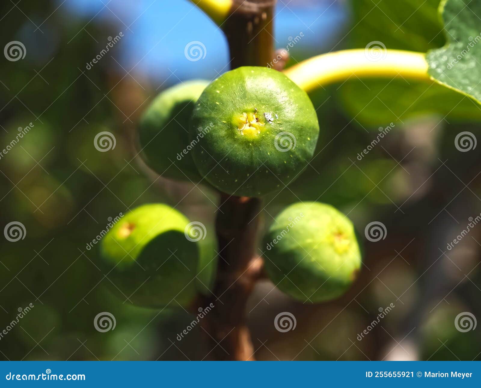 Fig fruits on a fig tree stock image. Image of copy - 255655921