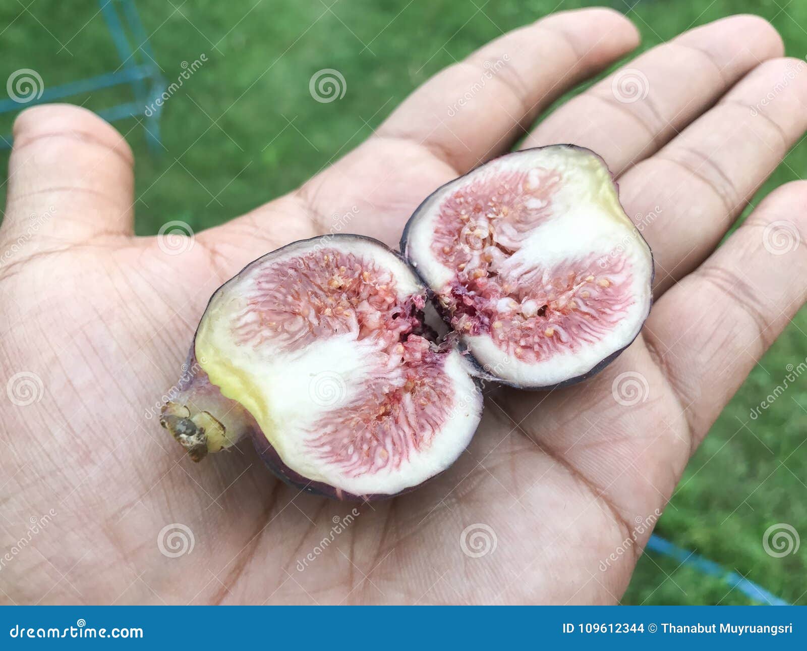 Fig fruits on hand stock photo. Image of agriculture - 109612344
