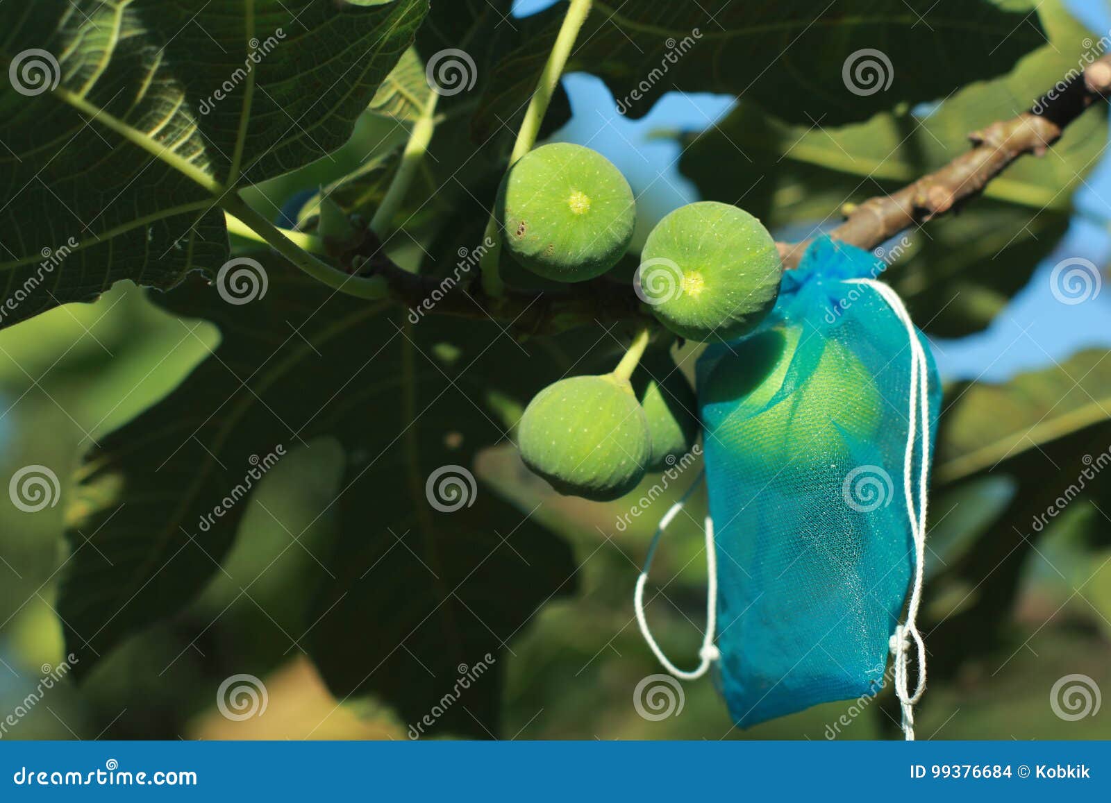 Fig tree and its fruits. stock photo. Image of grow, branch - 99376684
