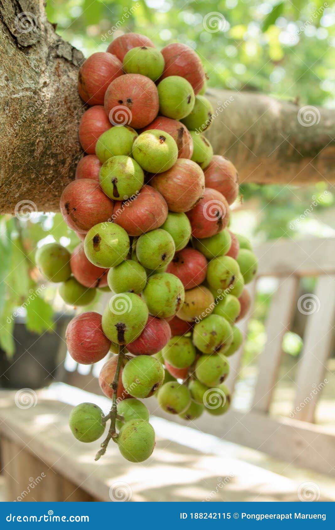 Fig fruits and vegetables stock image. Image of agriculture - 188242115
