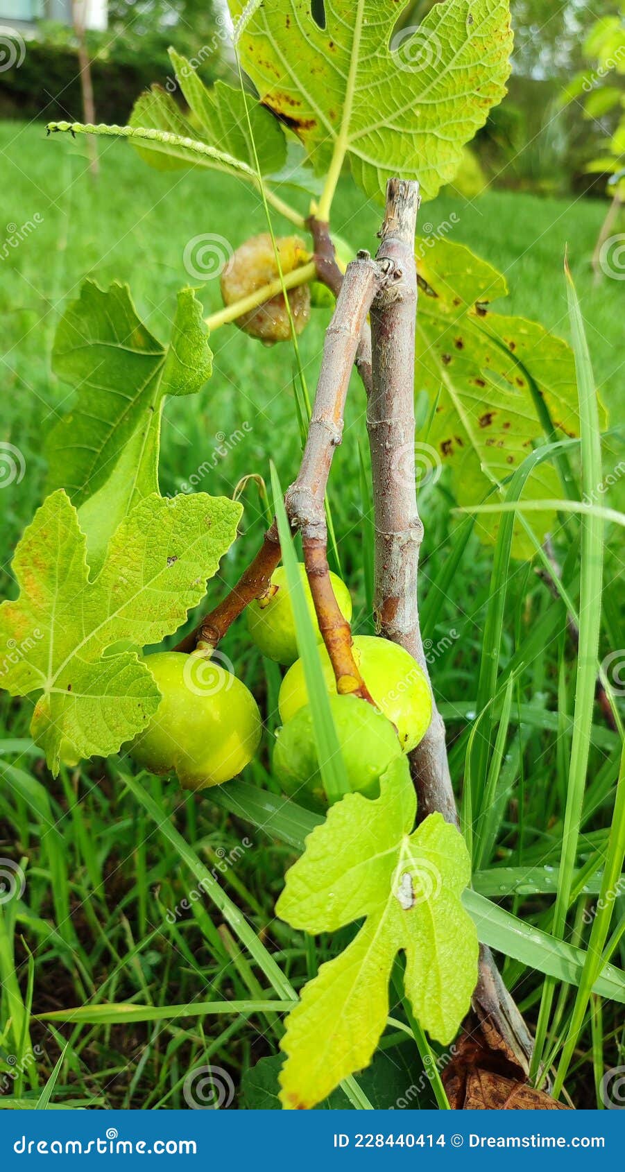 Fig Garden Leaf Fruit Grass Stock Photo - Image of yellow, fruit: 228440414