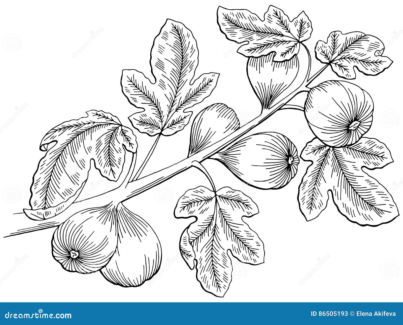 Fig Graphic Tree Black White Isolated Sketch Illustration Stock Vector ...