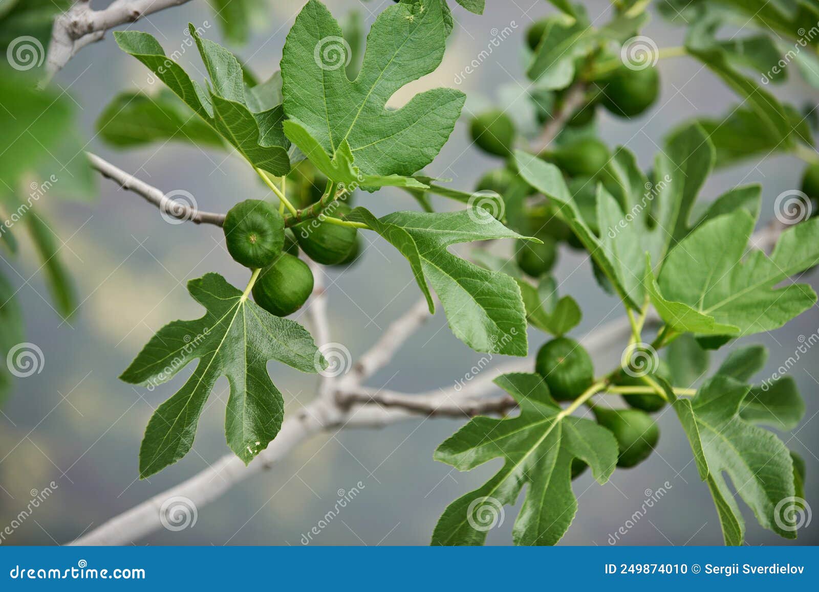Fig Growing on Tree in the Sunset Stock Photo - Image of garden ...