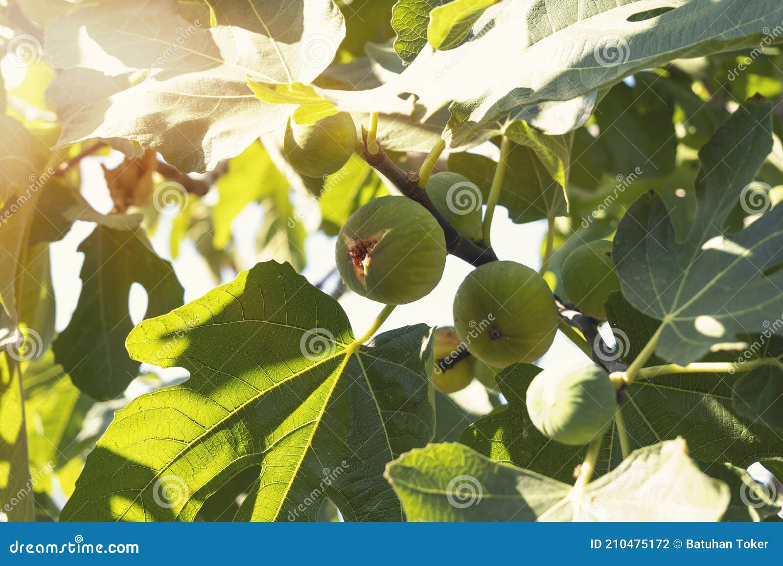 Fig Growing on Tree in the Sunset Stock Photo - Image of garden ...