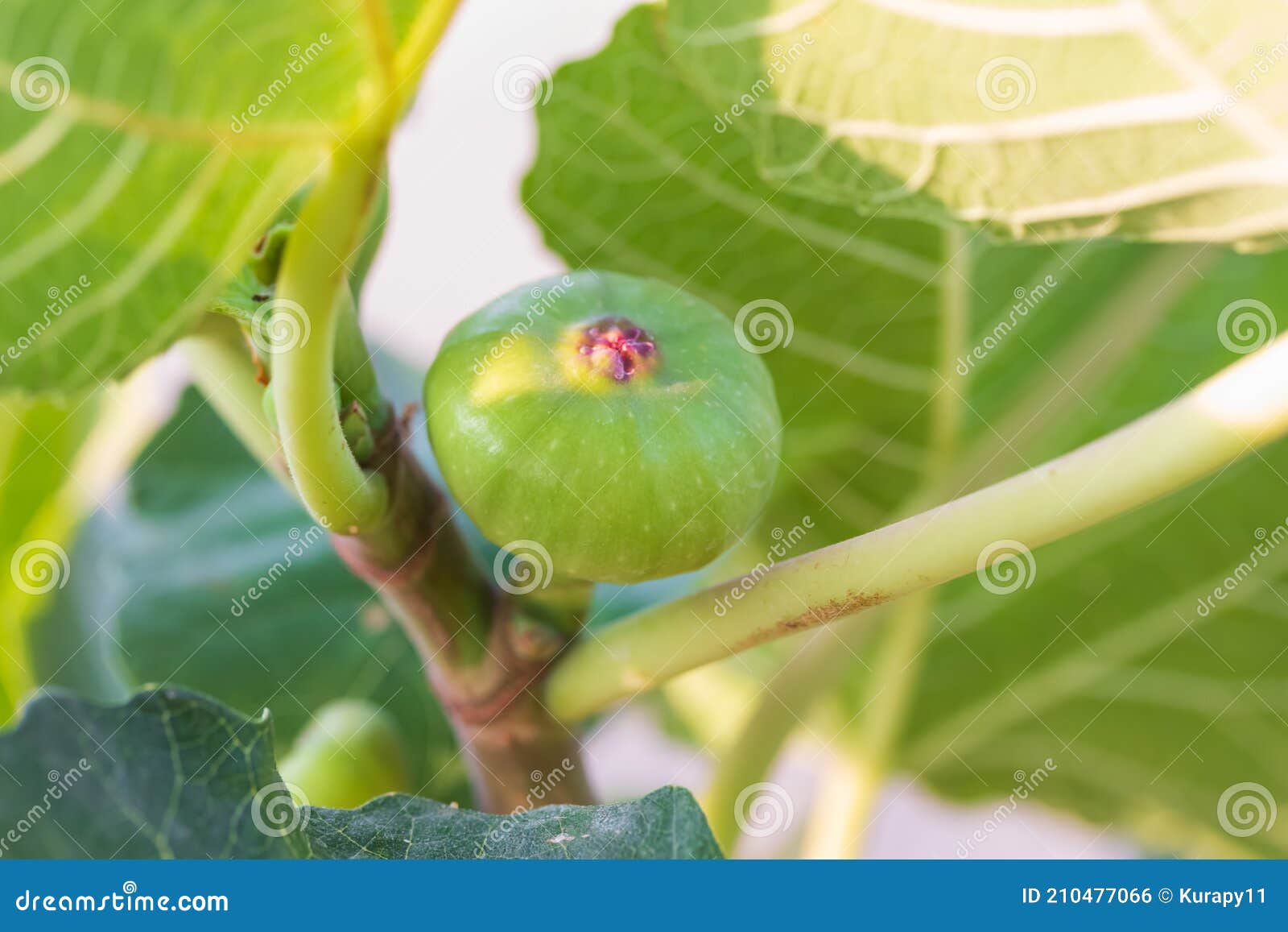 Fig Guava, Young Fruit on Branch Stock Photo - Image of exotic, food ...