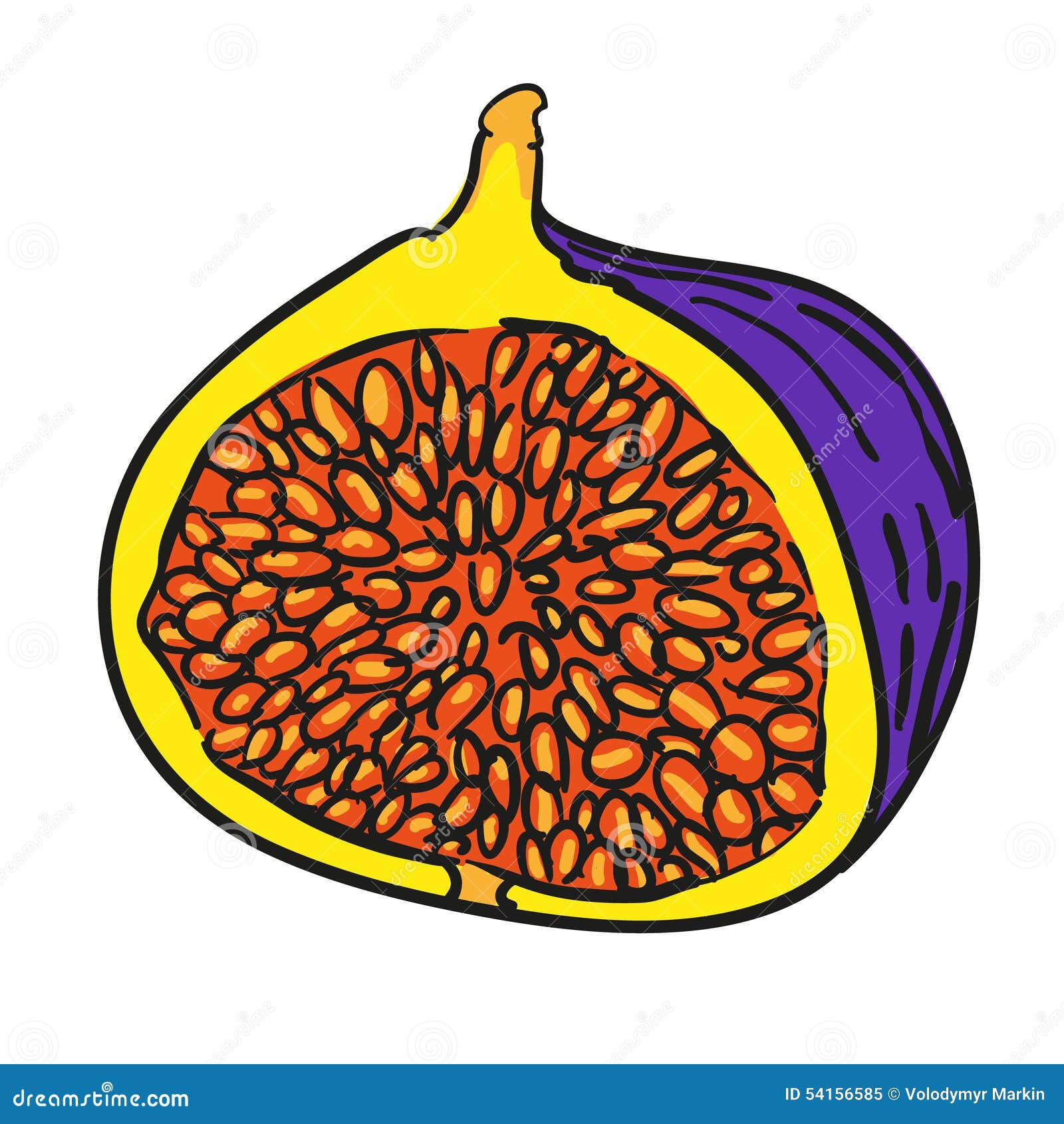 Fig Hand Drawn Fruits Isolated Vector Stock Vector - Illustration of ...