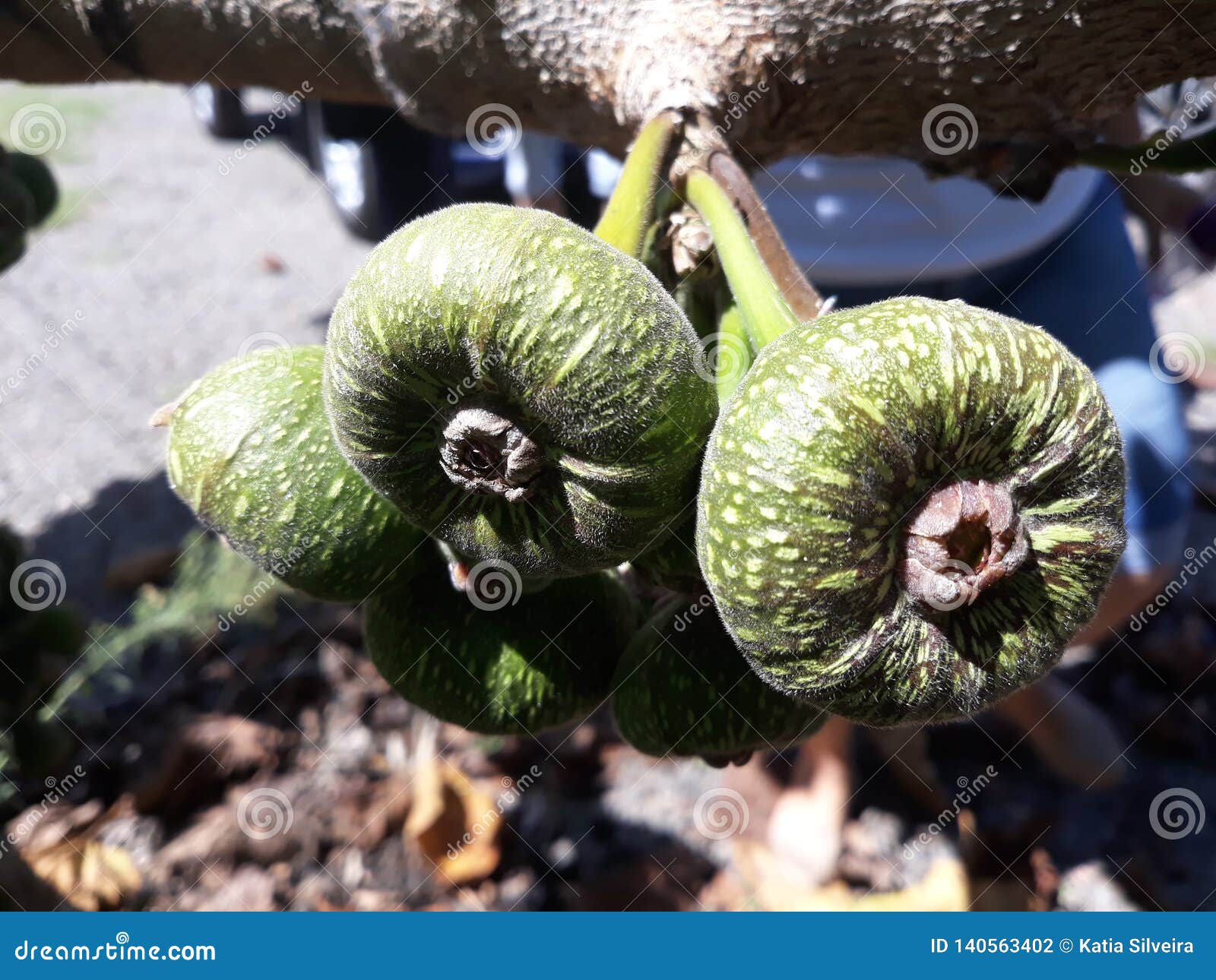 Fig of the Himalayas stock photo. Image of himalayas - 140563402