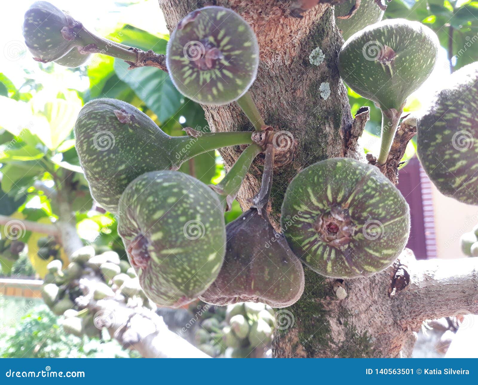 Fig of the Himalayas stock image. Image of fruit, himalayas - 140563501