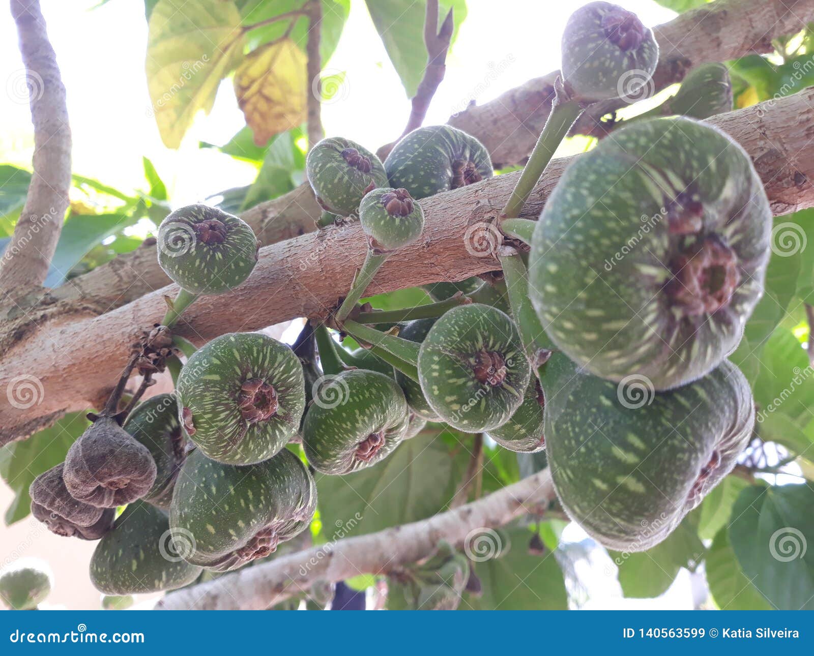 Fig of the Himalayas stock image. Image of making, exotic - 140563599