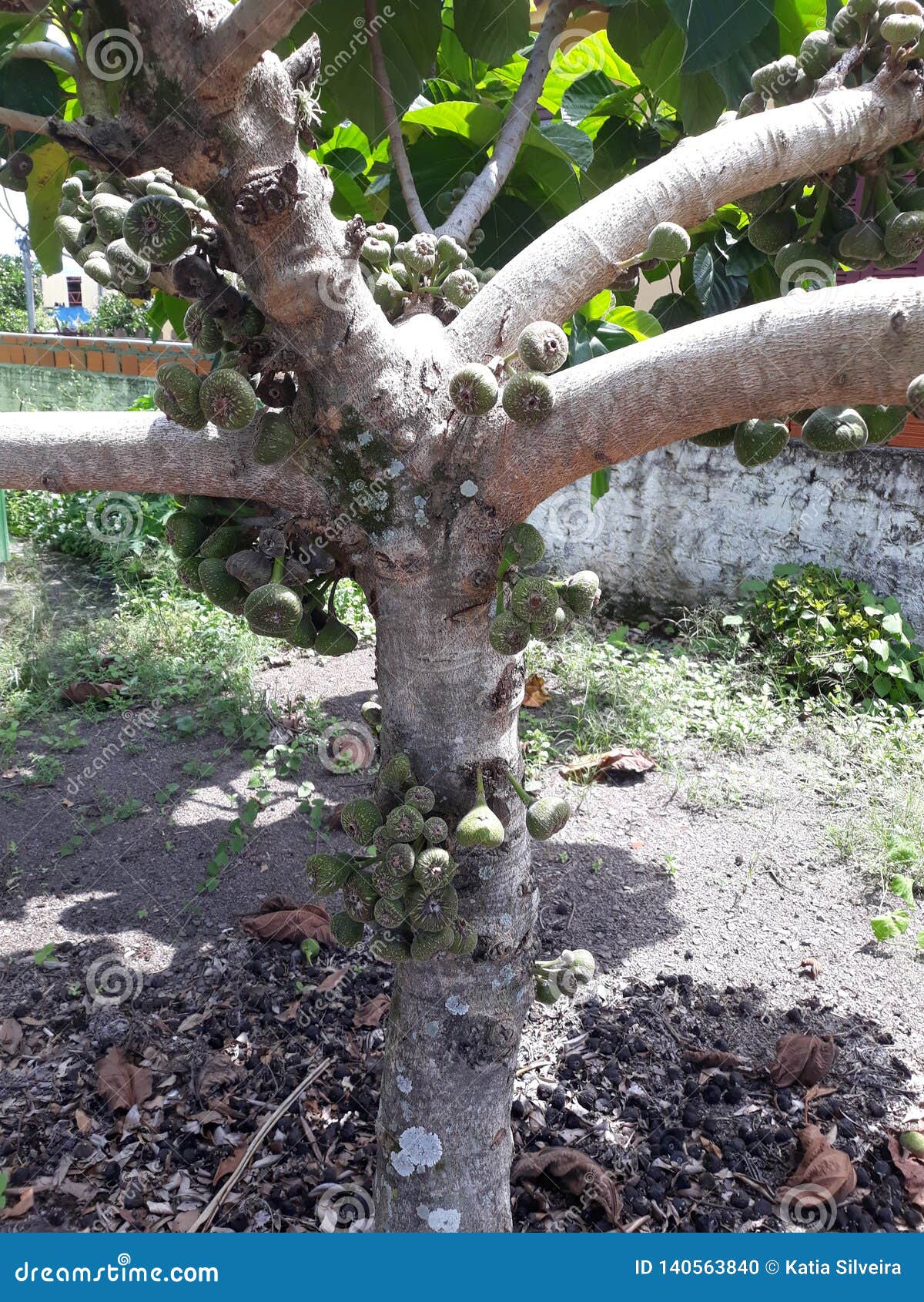 Fig of the Himalayas stock photo. Image of candy, fruit - 140563840