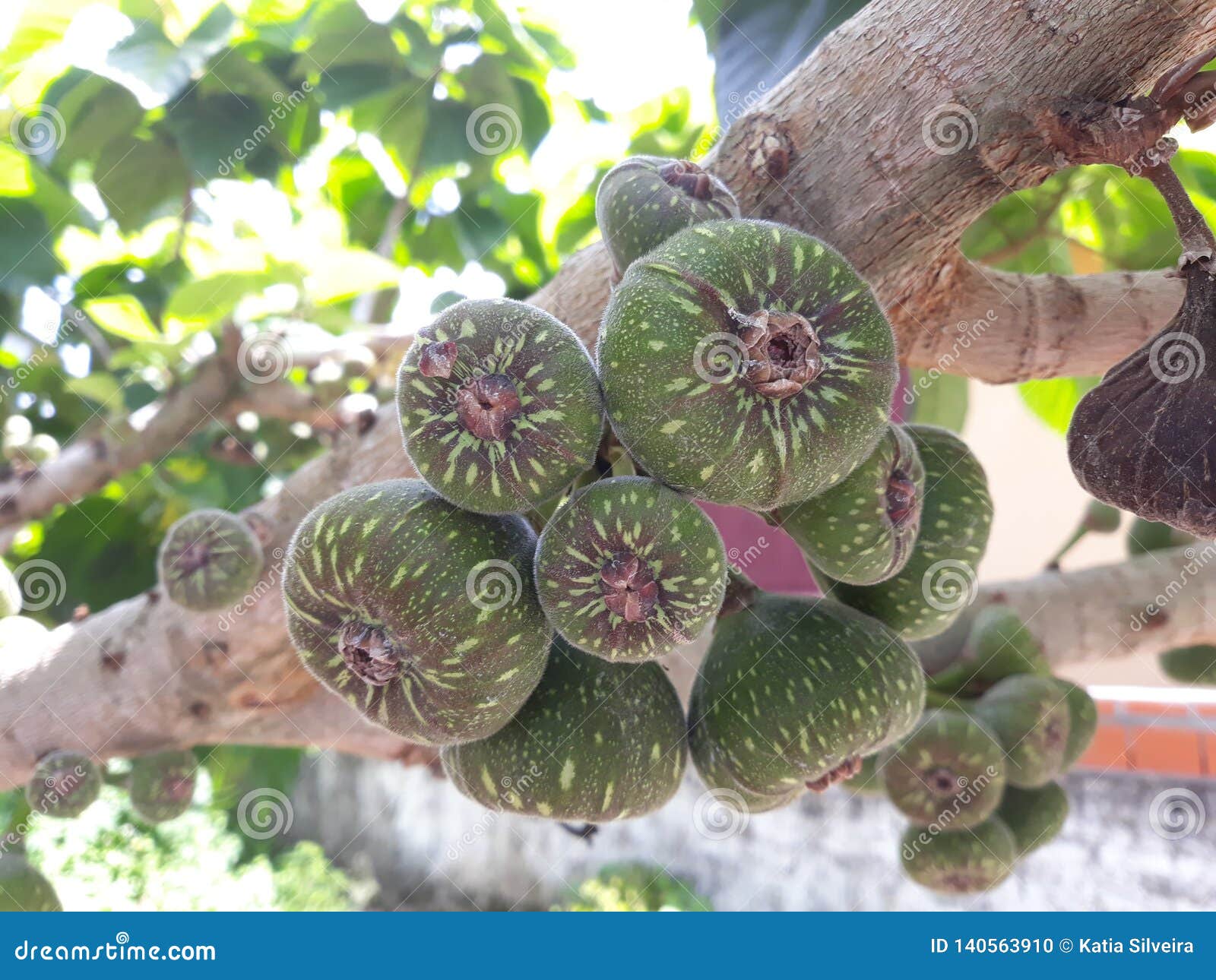 Fig of the Himalayas stock photo. Image of good, making - 140563910