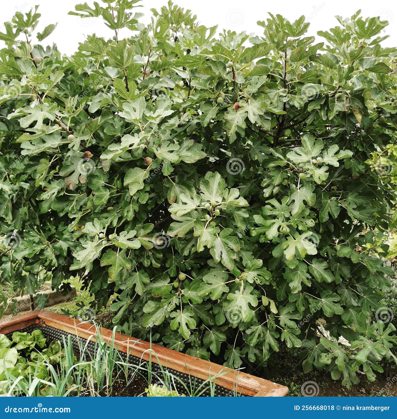 Fig home grown stock photo. Image of self, roses, home - 256668018