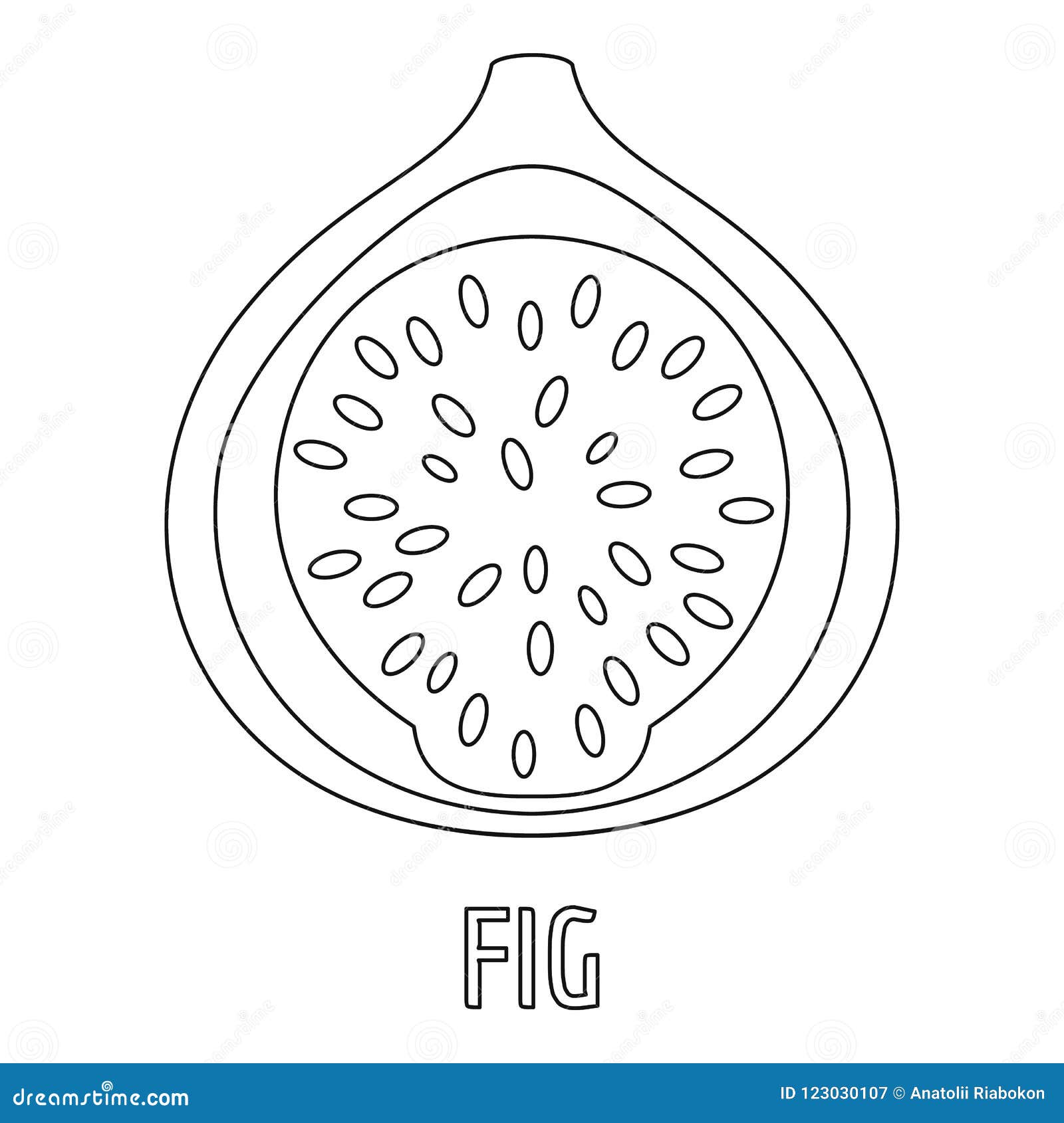 Fig icon, outline style. stock illustration. Illustration of sign ...