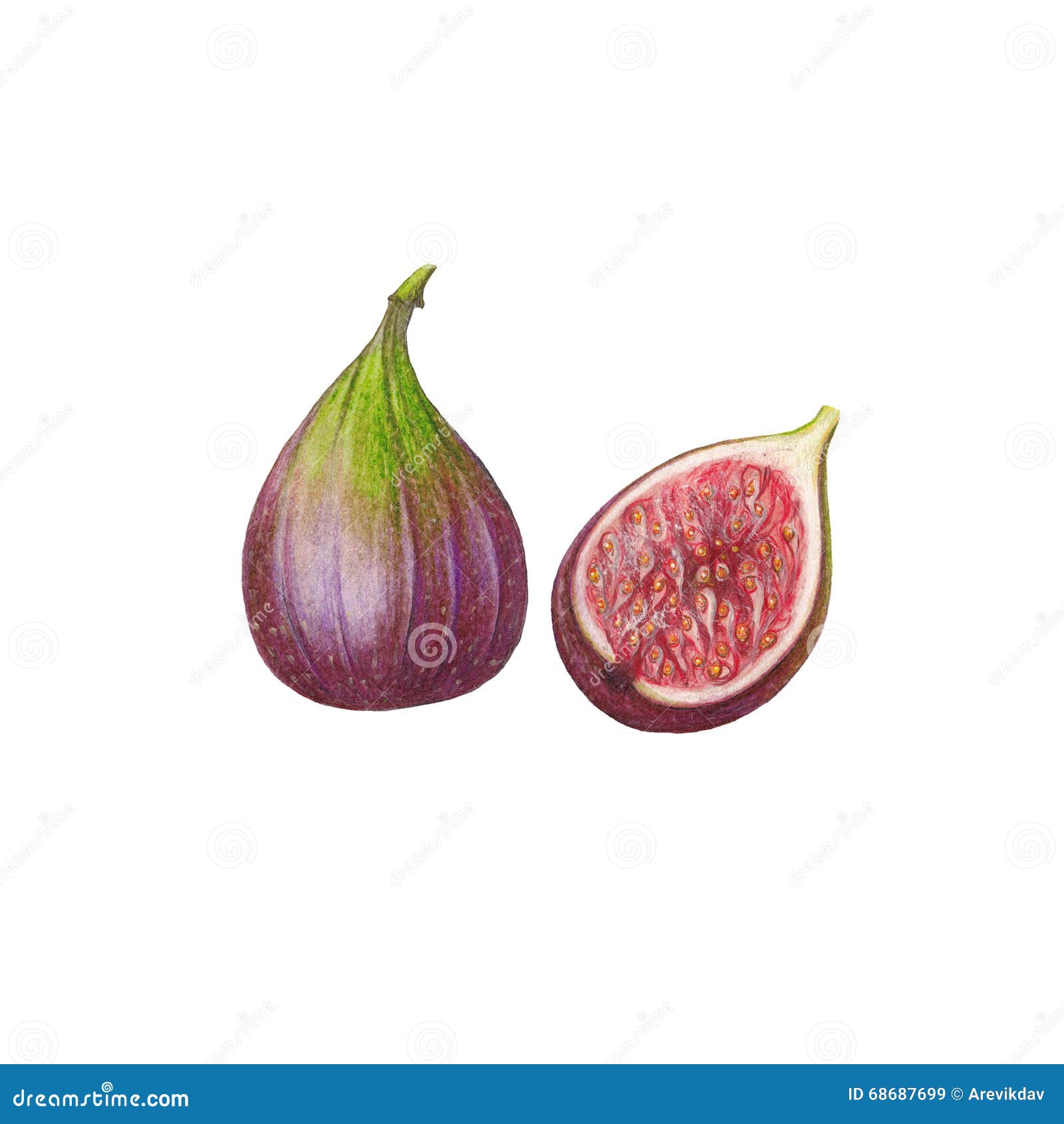 Fig illustration stock illustration. Illustration of realistic - 68687699