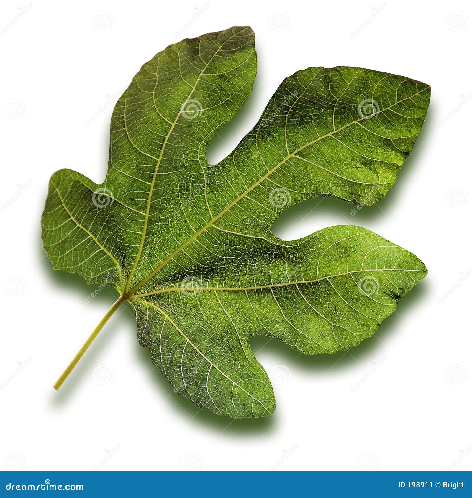 Fig Leaf stock image. Image of garden, green, single, leaf - 198911