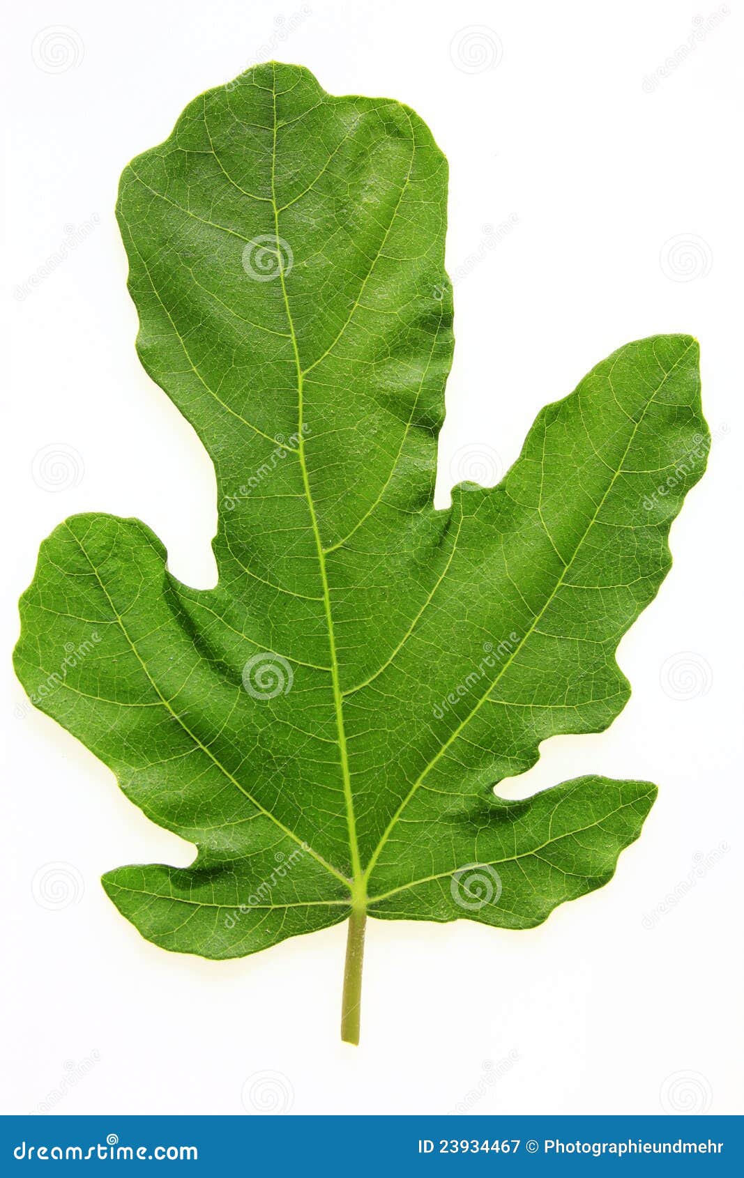 Fig leaf stock image. Image of tree, copy, leaf, carica - 23934467