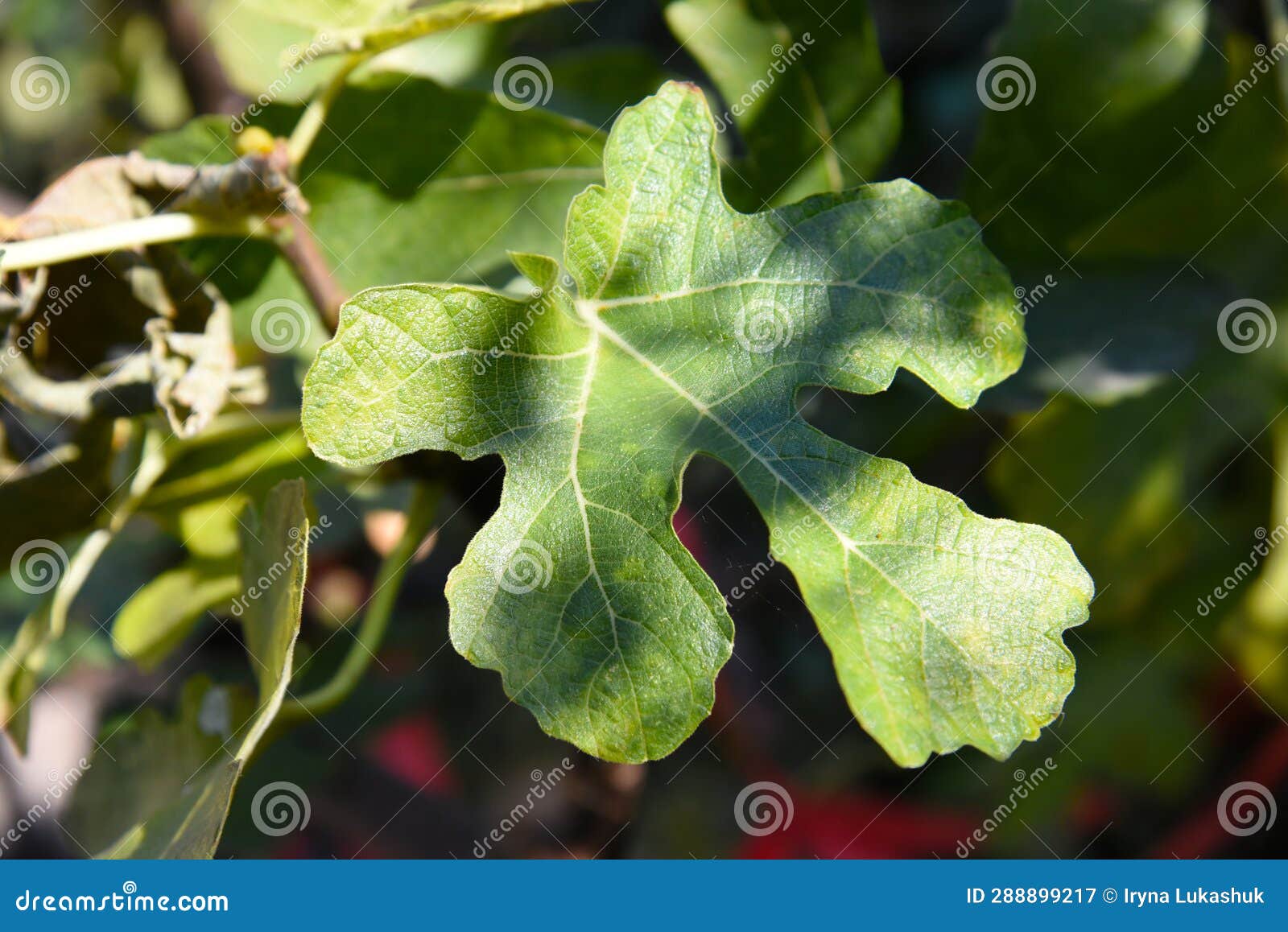 Figs Grove Stock Photos - Free & Royalty-Free Stock Photos from Dreamstime