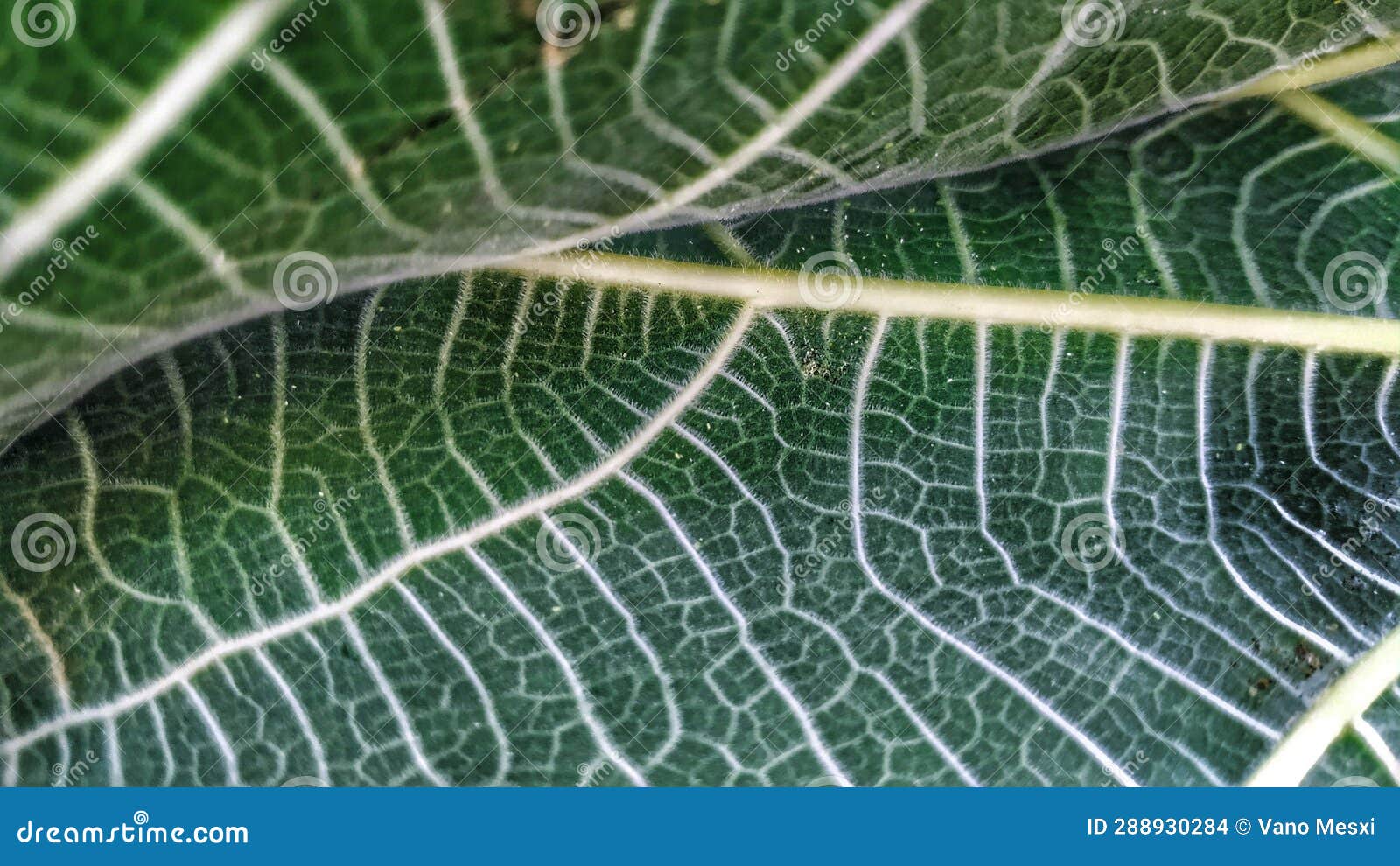 Fig leaf stock photo. Image of abstract, green, beegleaf - 288930284