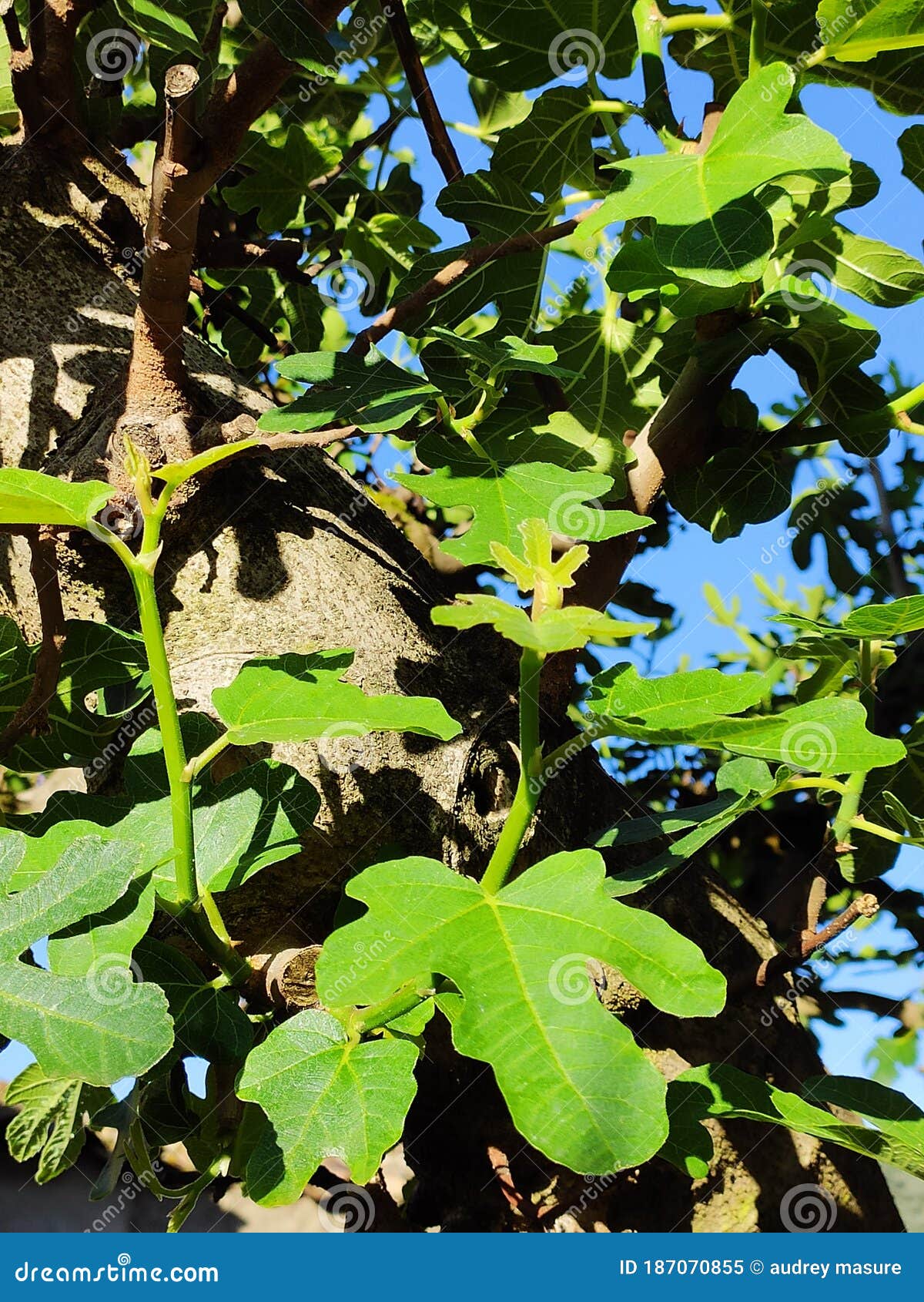 Fig leaves blue Sky shadow stock image. Image of shadow - 187070855