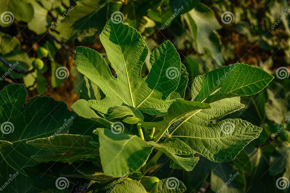 Fig Leaves and Small Figs on a Fig Tree, Stock Image - Image of ...