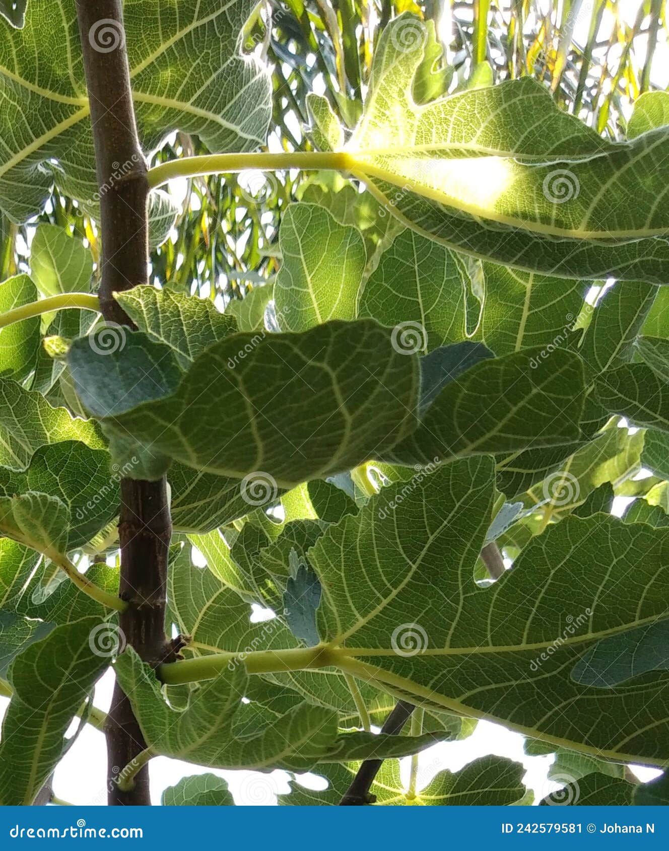 Fig leaves under the shade stock image. Image of leaf - 242579581