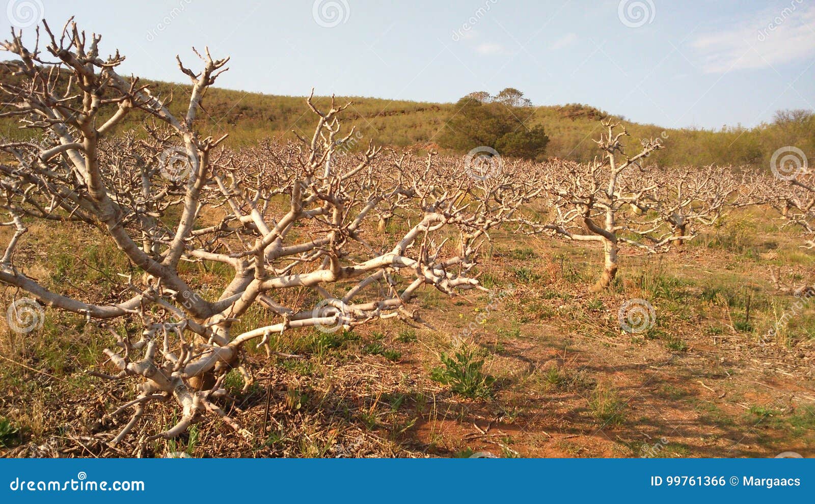 Fig trees stock photo. Image of landscae, farm, winter - 99761366