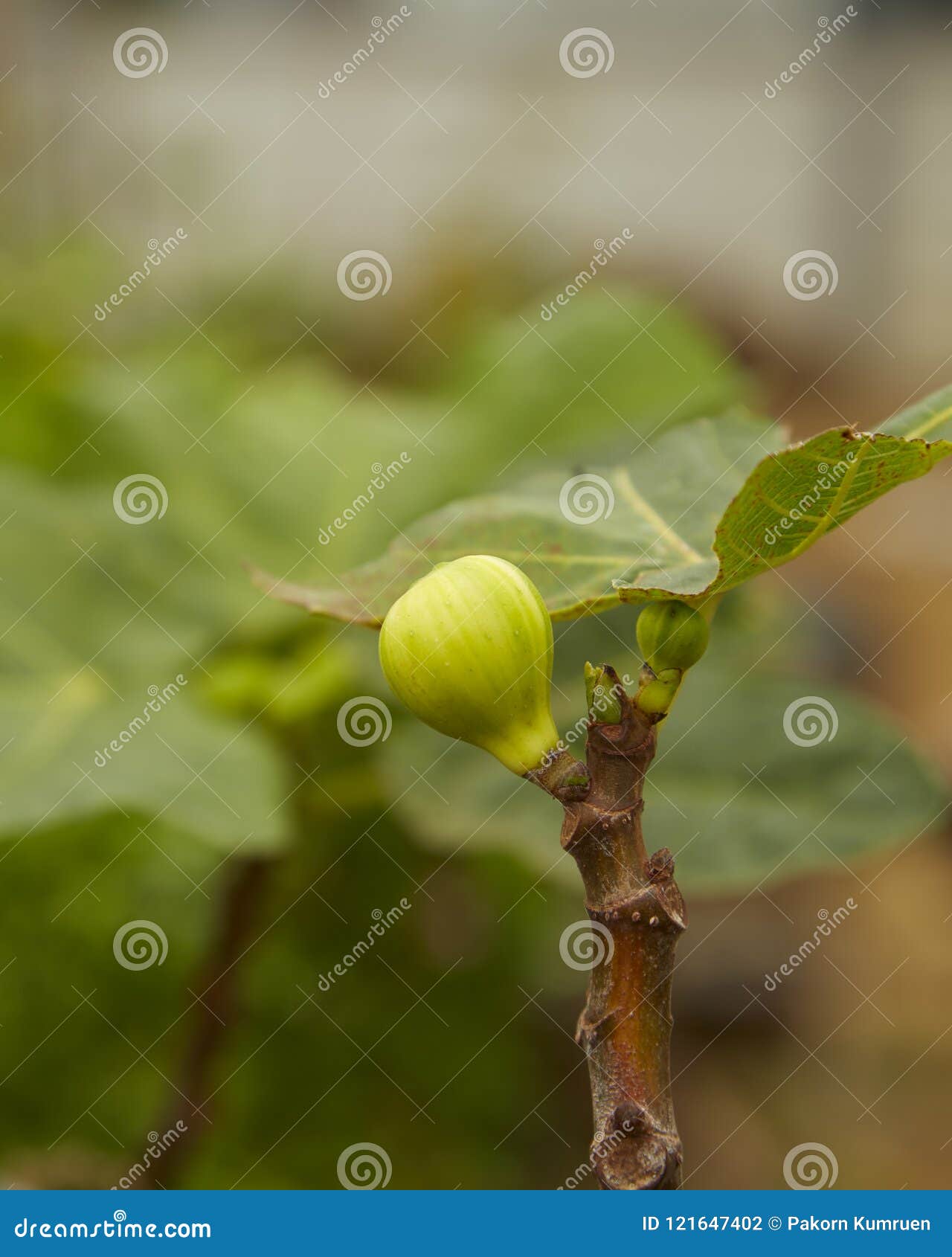 Fig Panache in the garden stock photo. Image of green - 121647402