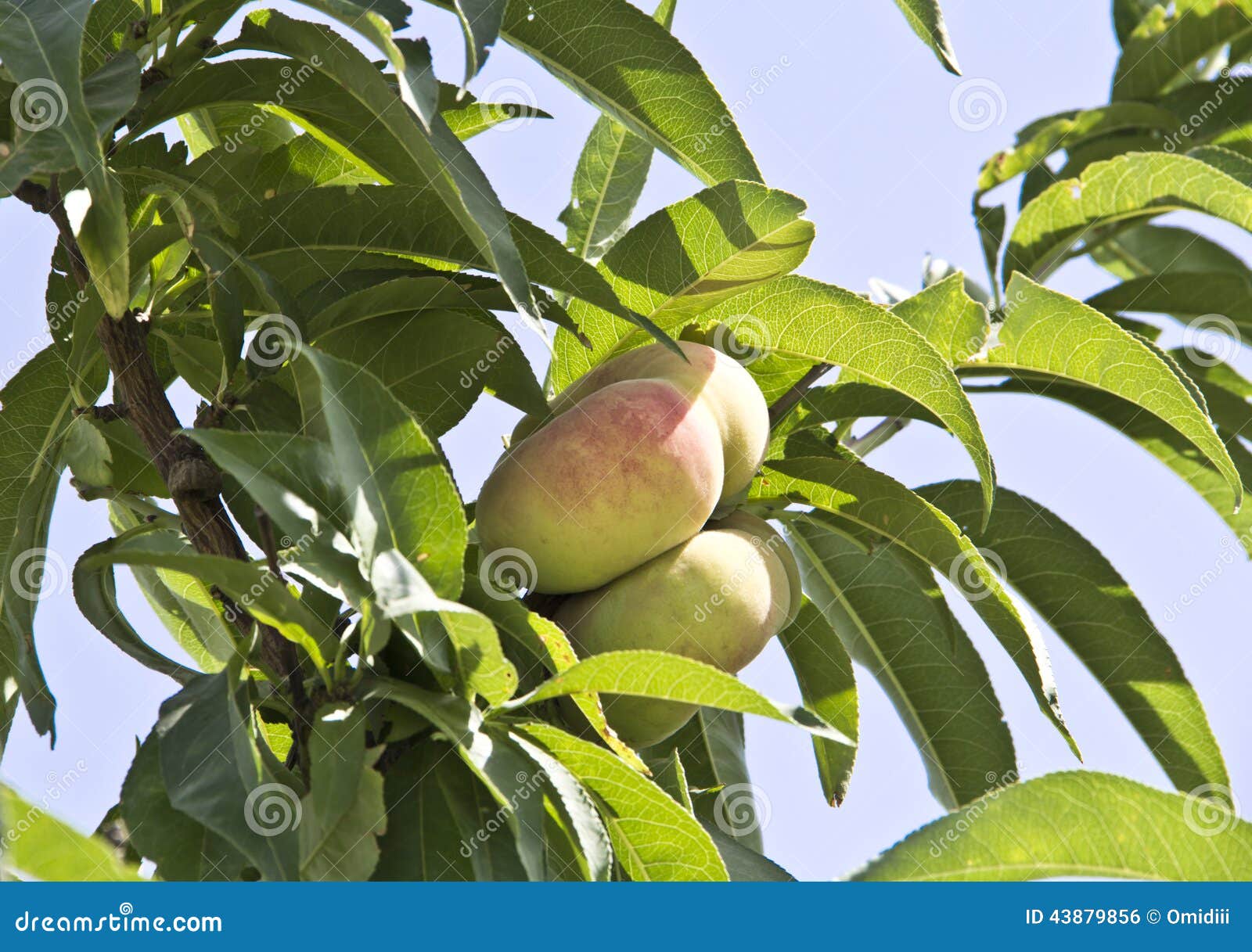 Fig peach stock photo. Image of branch, closeup, diabetes - 43879856