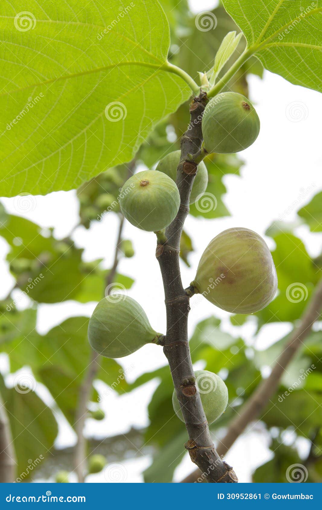 Fig plant stock image. Image of vertical, healthy, plants - 30952861