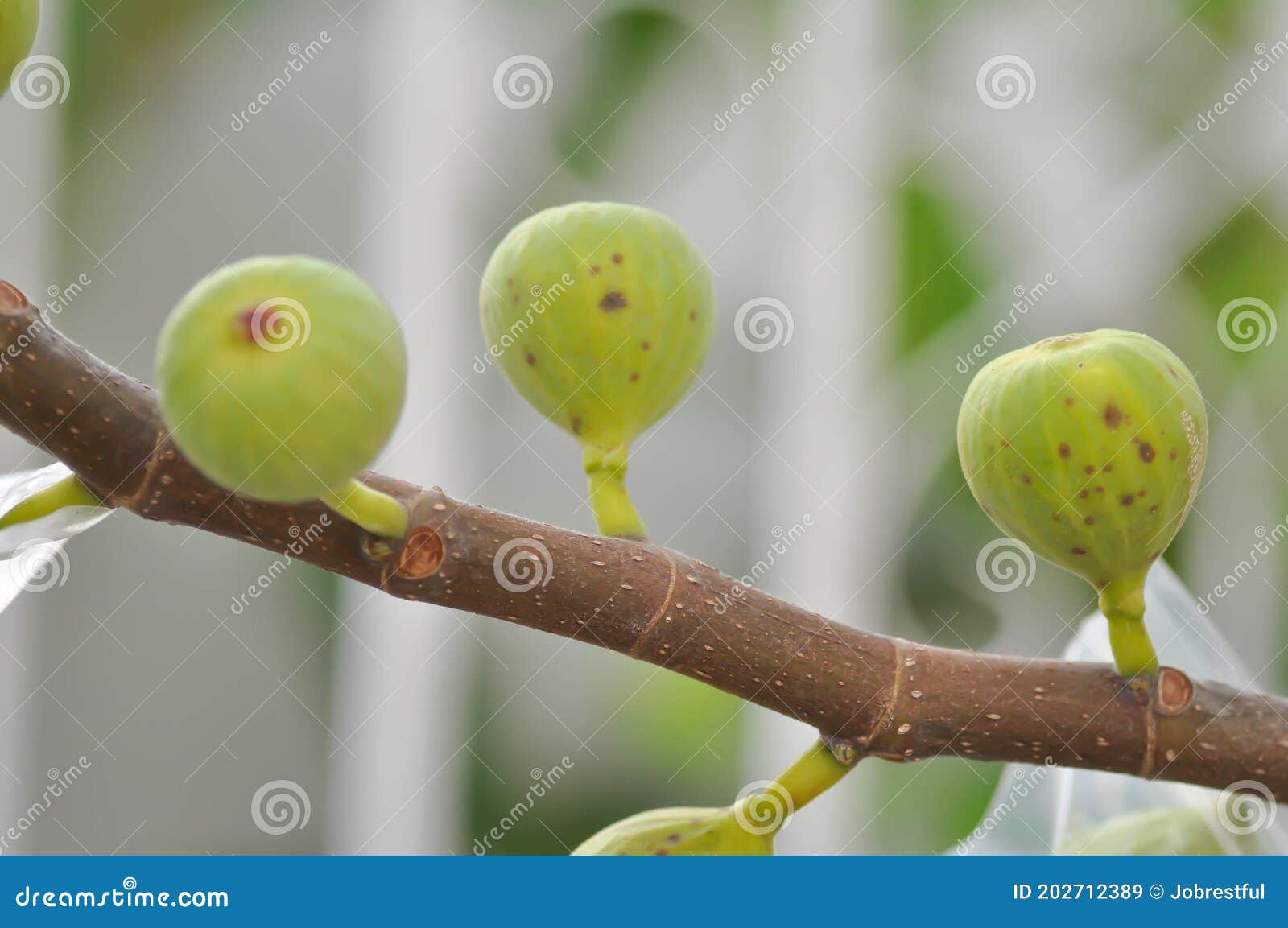 Fig, fig tree or fig seed stock image. Image of grow - 202712389