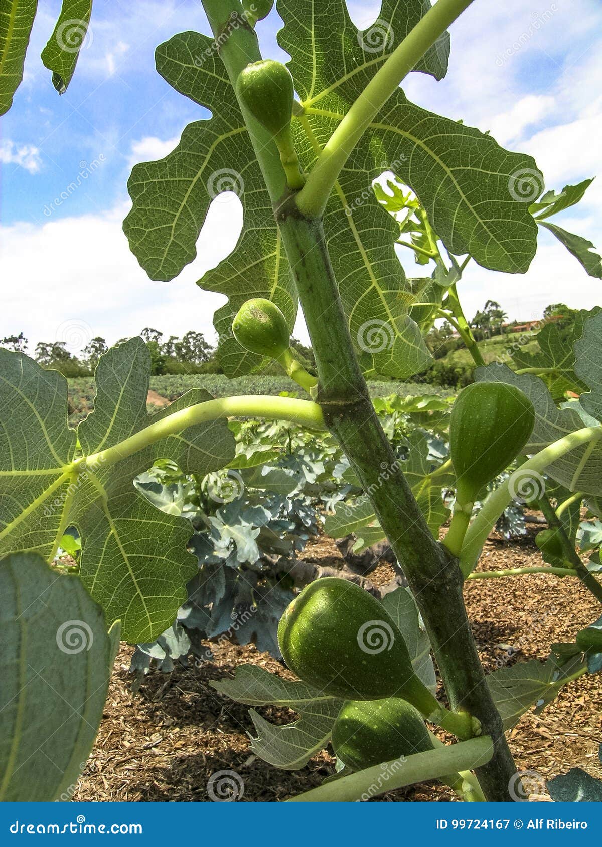 Fig planting stock image. Image of production, south - 99724167