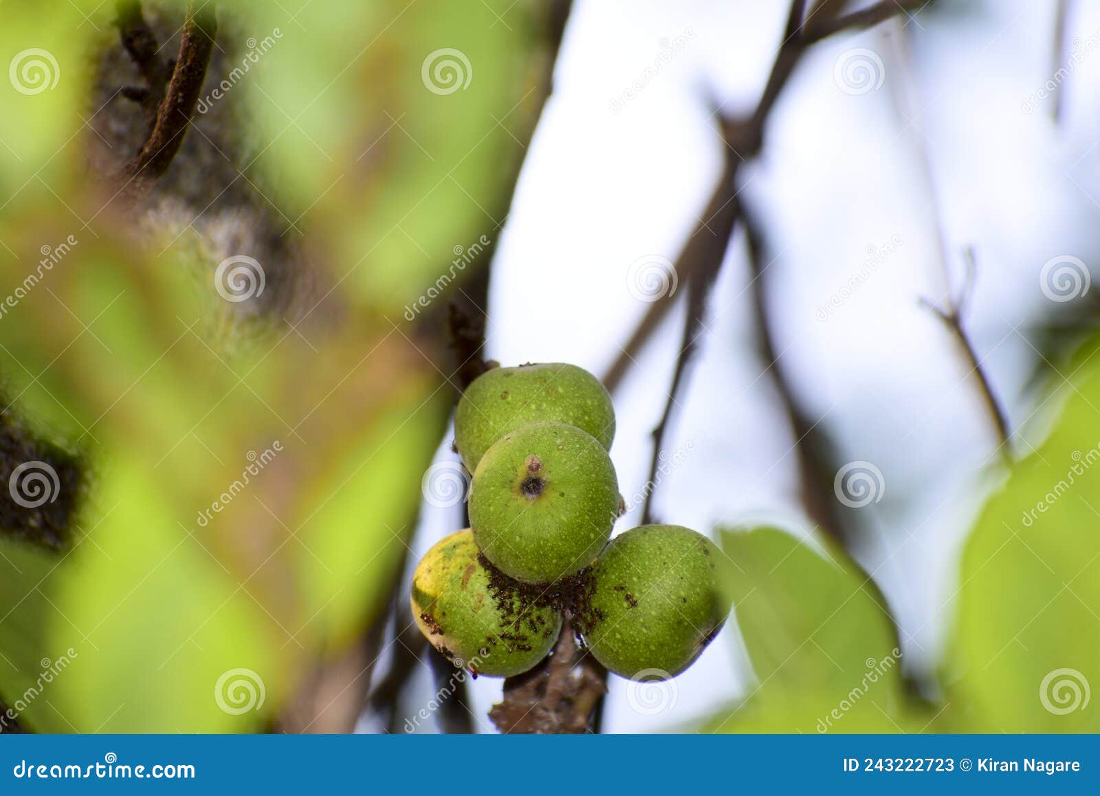 Fig row green fruit stock image. Image of harvest, agriculture - 243222723