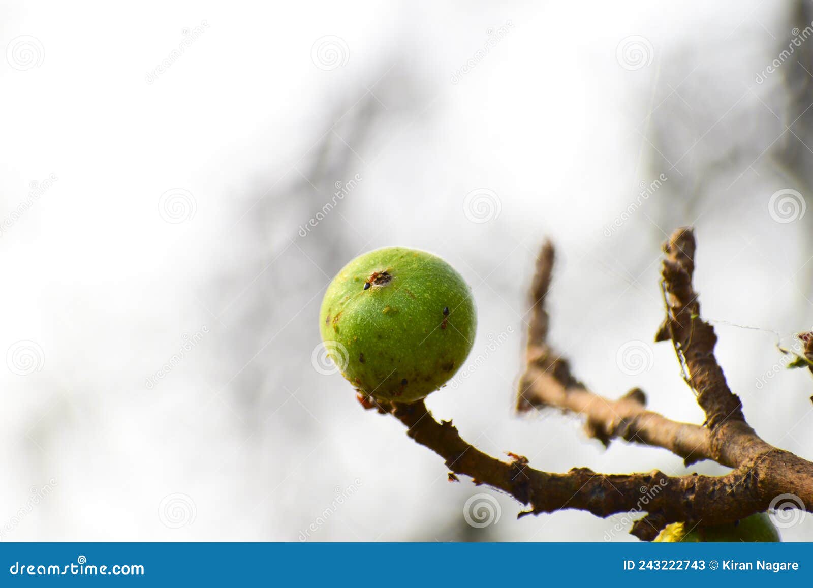 Fig row green fruit stock image. Image of aliment, health - 243222743