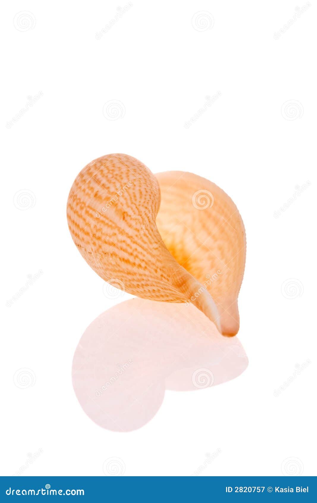 Fig Shell stock image. Image of isolated, white, life - 2820757
