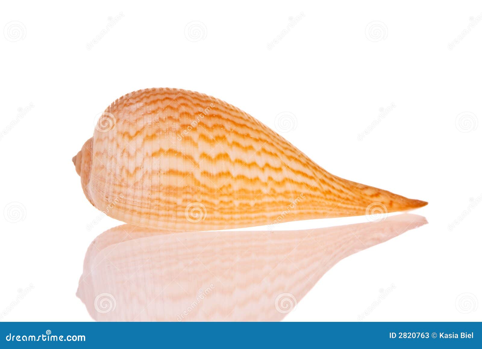 Fig Shell stock image. Image of ocean, background, yellow - 2820763