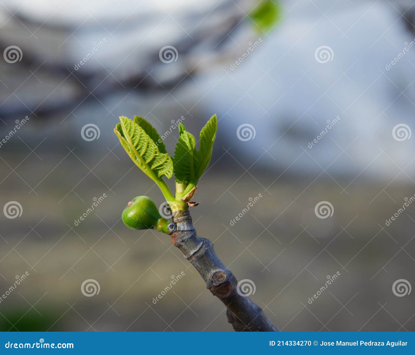 A fig shoot stock photo. Image of lifestyle, closeup - 214334270