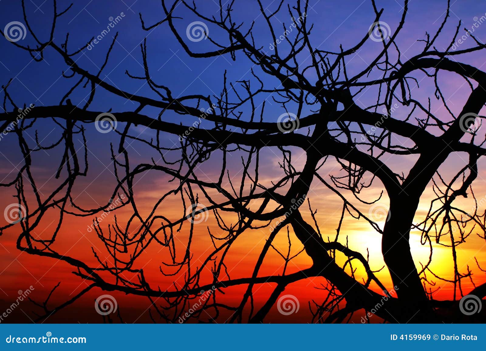 Fig at sunset stock image. Image of bare, sprig, orange - 4159969