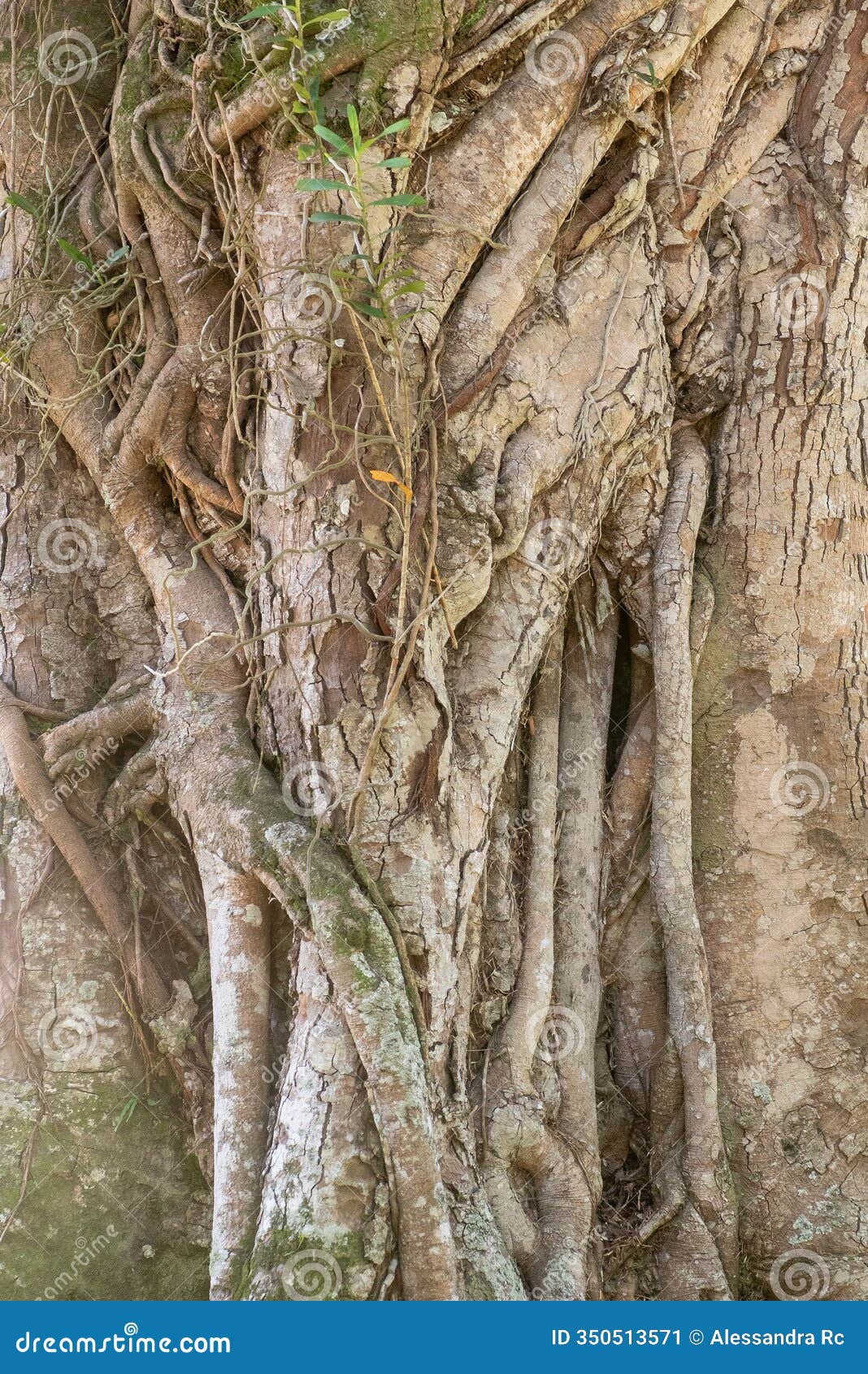 Fig Tree Bark and Roots Background Stock Image - Image of ulticolored ...