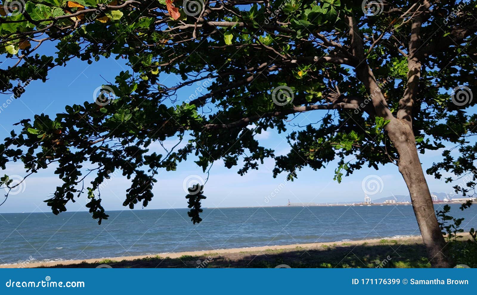 Fig tree at the beach stock image. Image of sunny, beach - 171176399