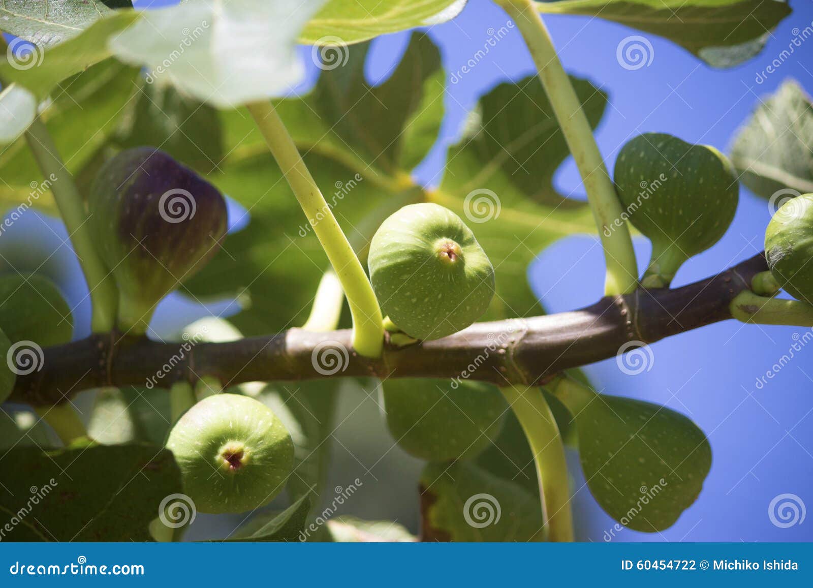 Fig tree bearing fruits stock photo. Image of orchard - 60454722