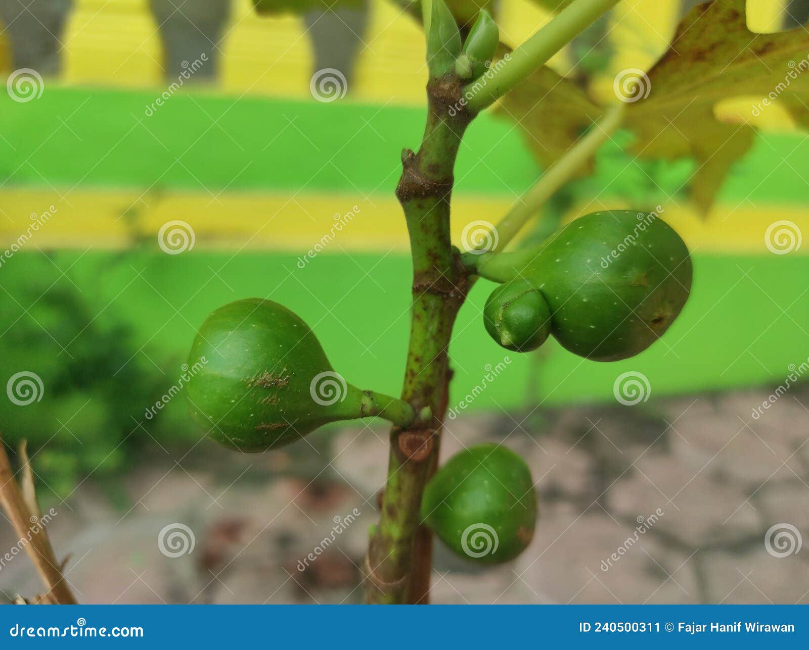 Fig Tree that Bears Twin Fruit Stock Image - Image of twin, bears ...