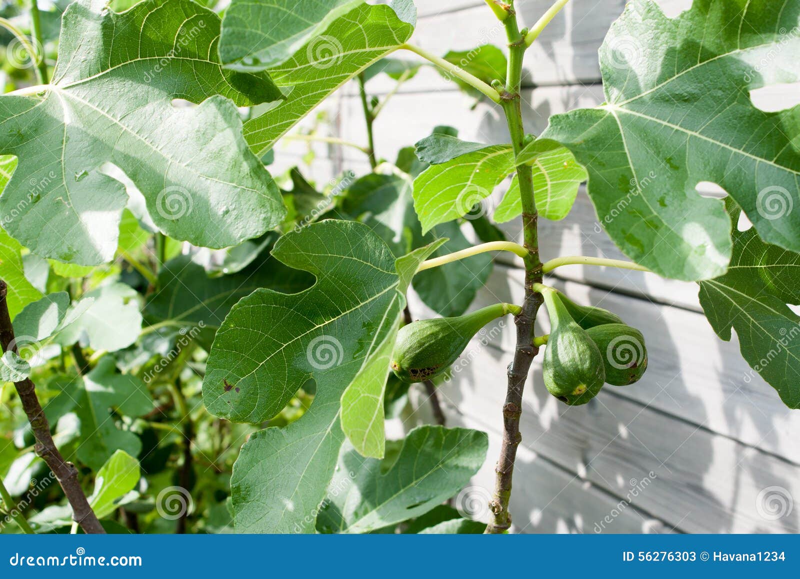 Beautiful Fruits Of Solanum Gilo Growing In The Vegetable Garden ...