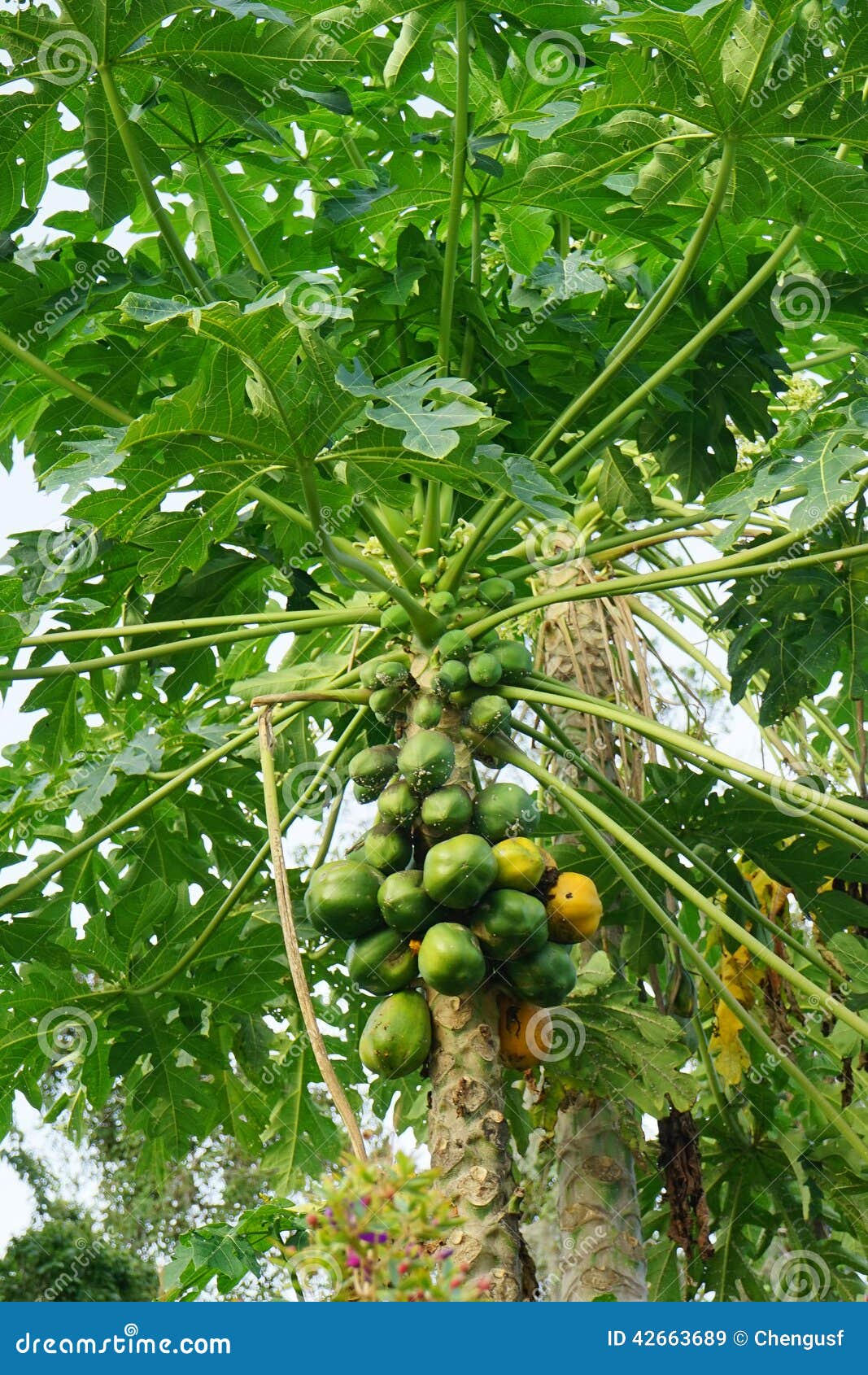 A fig tree stock image. Image of branch, clours, branches - 42663689