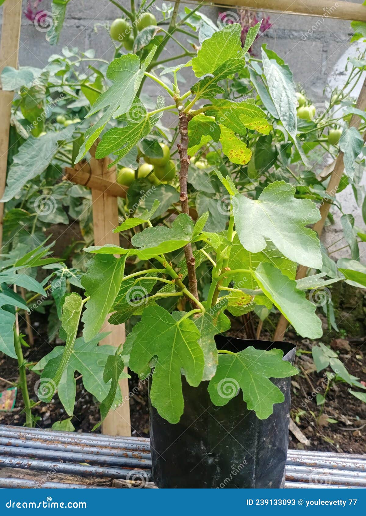 Fig tree stock image. Image of fruit, evergreen, leaf - 239133093