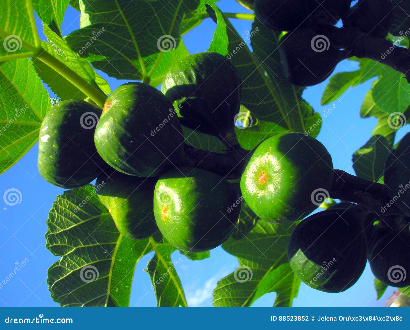 Fig tree stock photo. Image of bloom, garden, blossom - 88523852