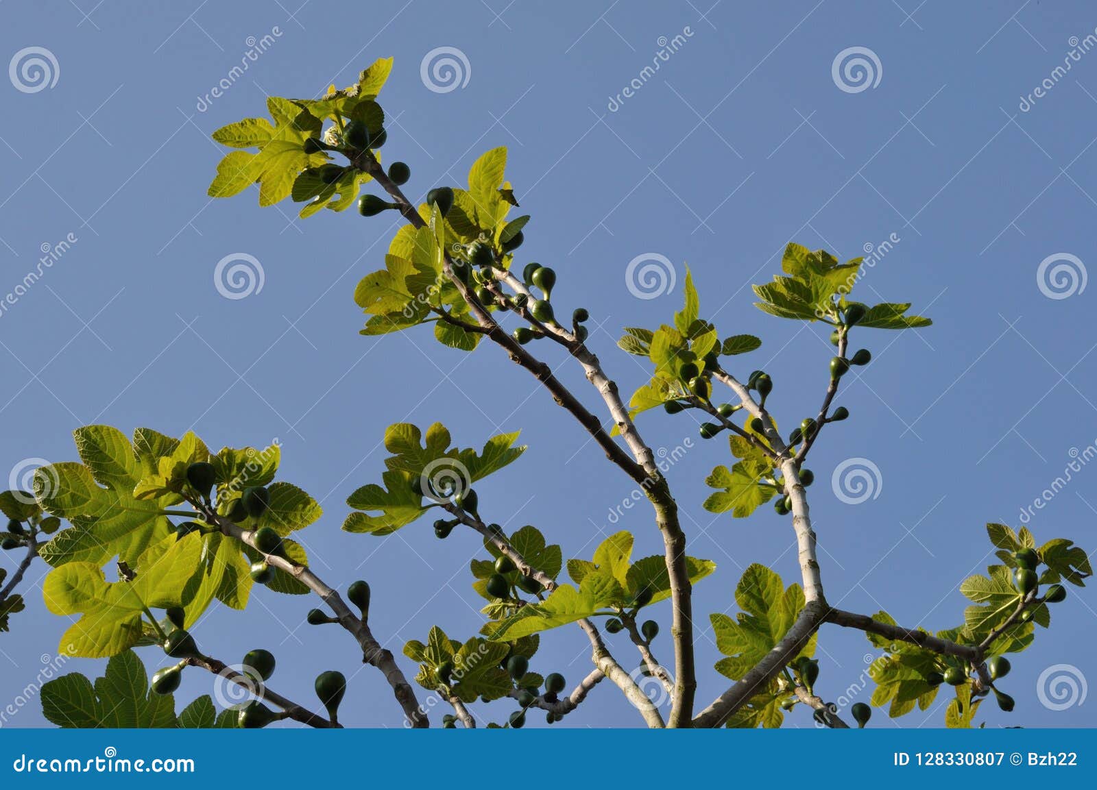 FigFig tree on blue sky stock image. Image of fruit - 128330807