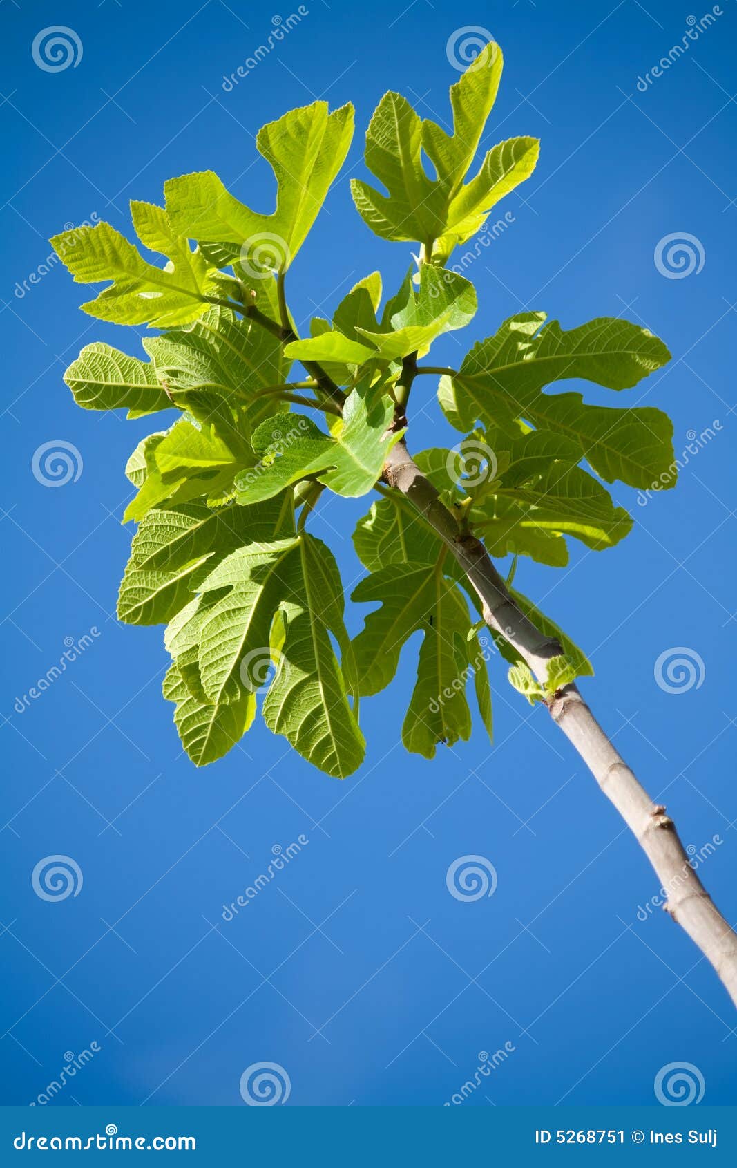 Fig tree branch stock image. Image of close, summer, green - 5268751