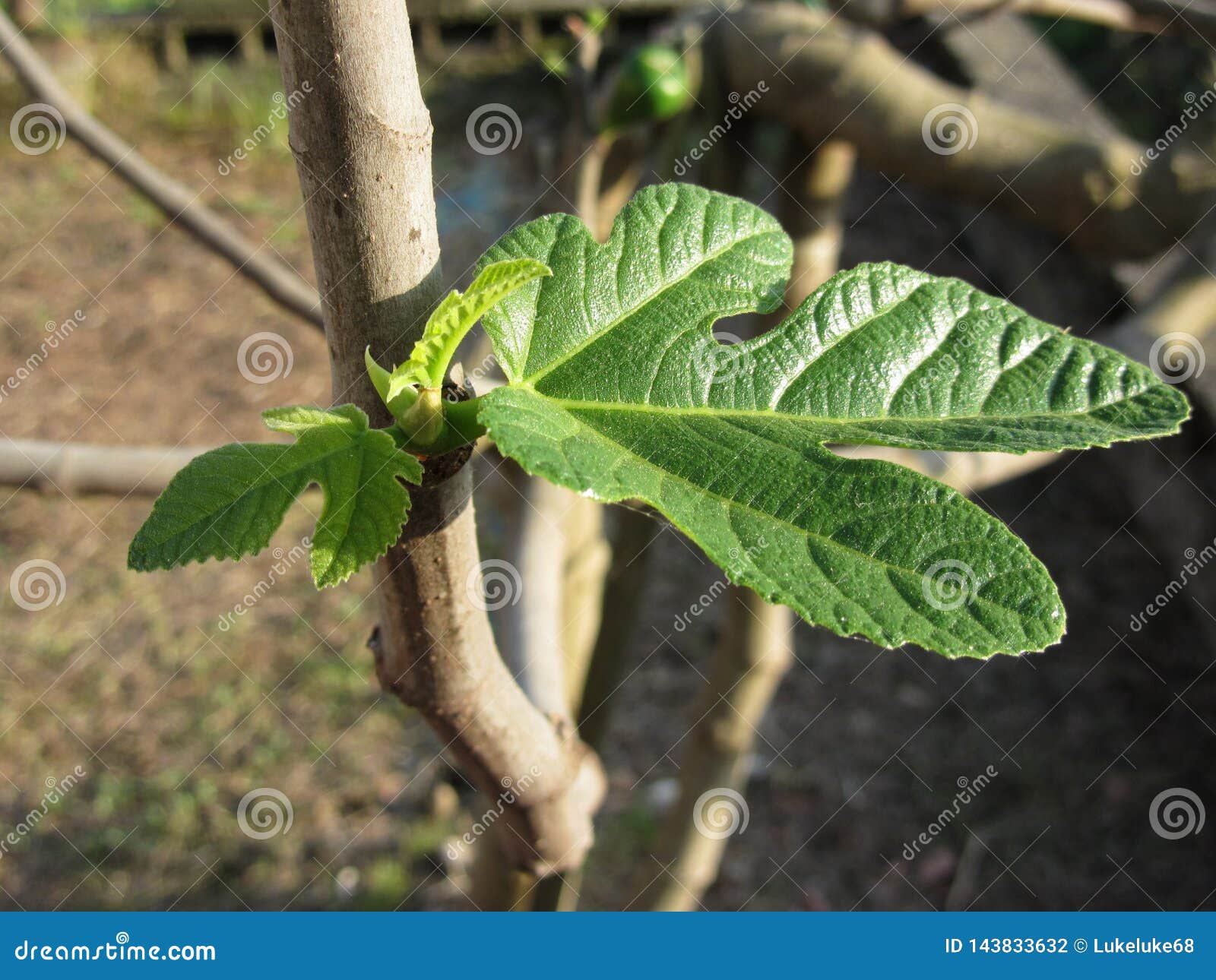Fig Tree Branch Becomes Tender and Sprouts Leaves in Spring Stock Photo ...
